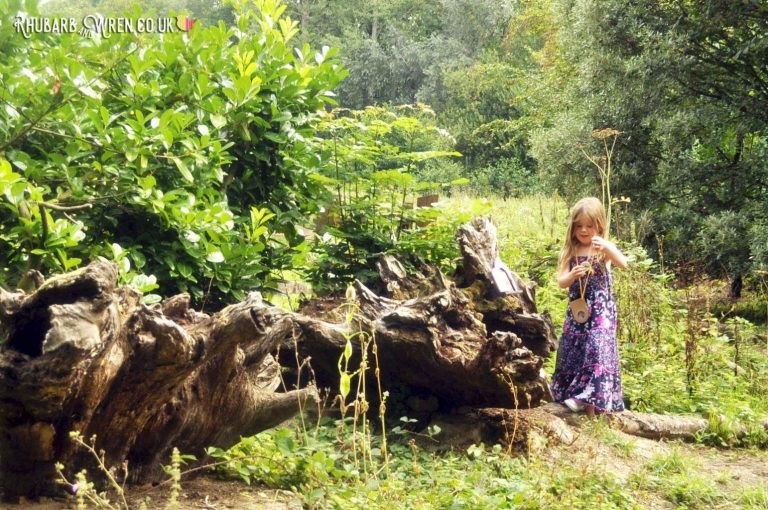 Fossil Activities for Kids - Complete Guides and Instructions ...