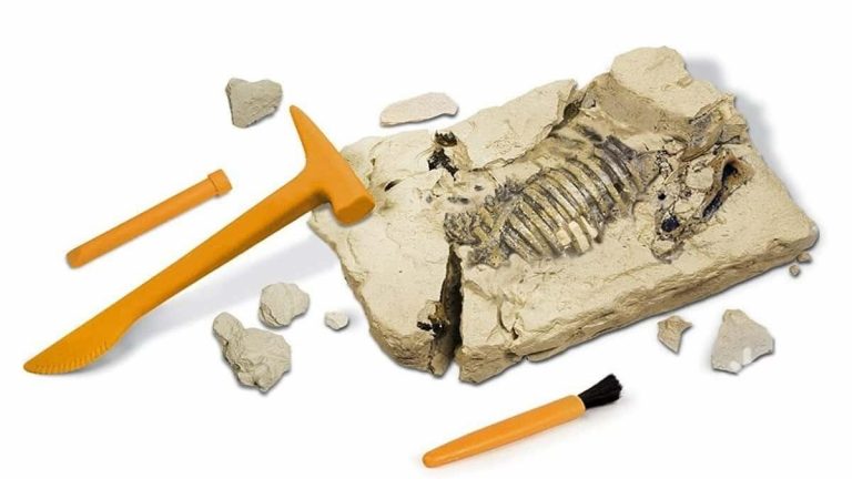 Fossil Activities for Kids - Complete Guides and Instructions ...