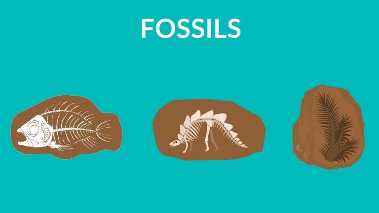 Fossil Activities for Kids - Complete Guides and Instructions ...