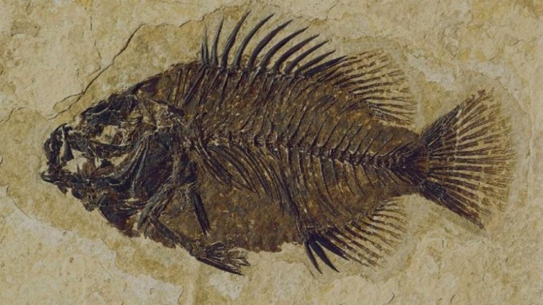 Fossil Activities for Kids - Complete Guides and Instructions ...
